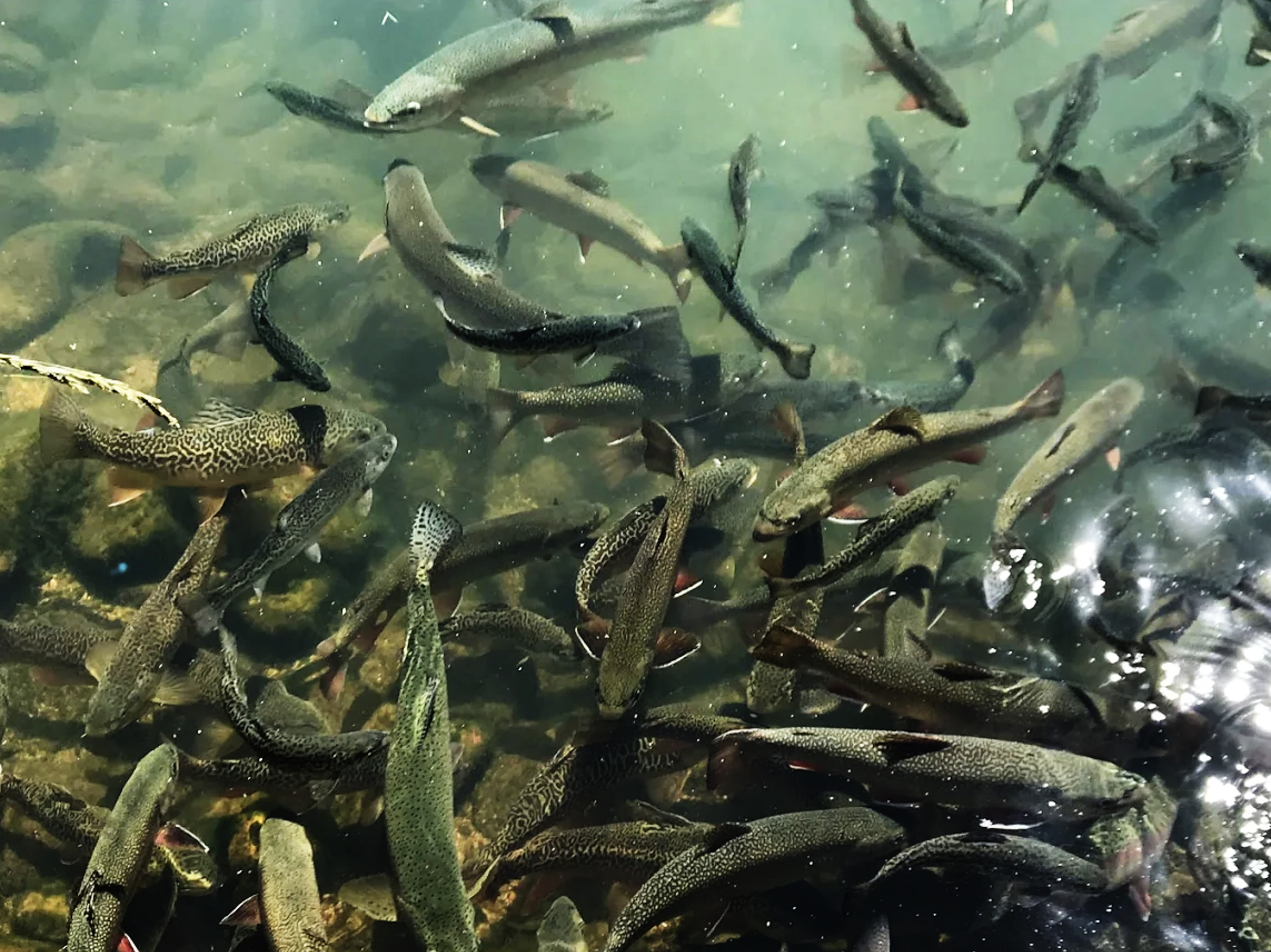 Tonto Creek Fish Hatchery - Arizona Adventures